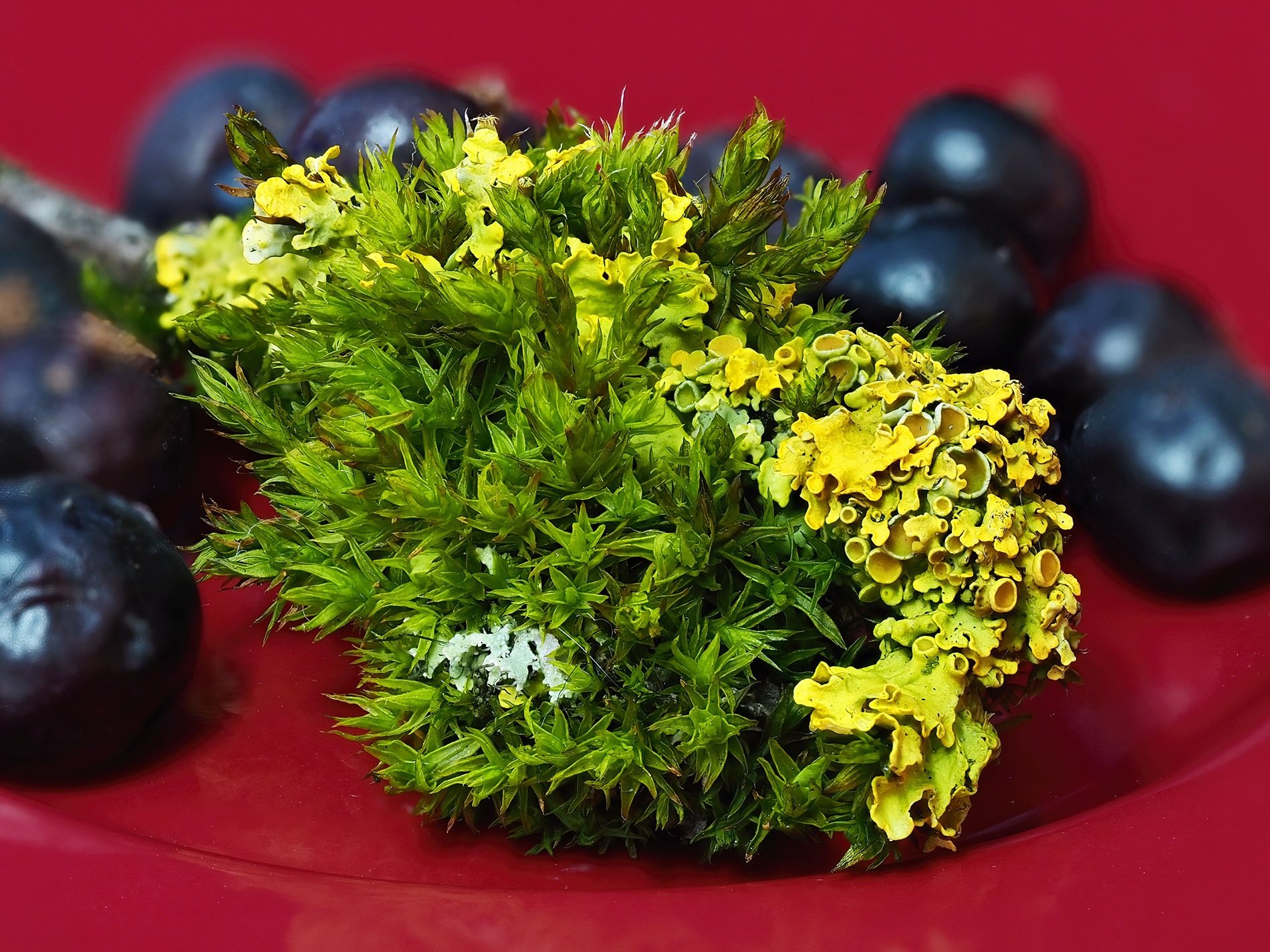 Olympus-Kamera & Tethering… aka Olympus Capture aka Bedienung der ...