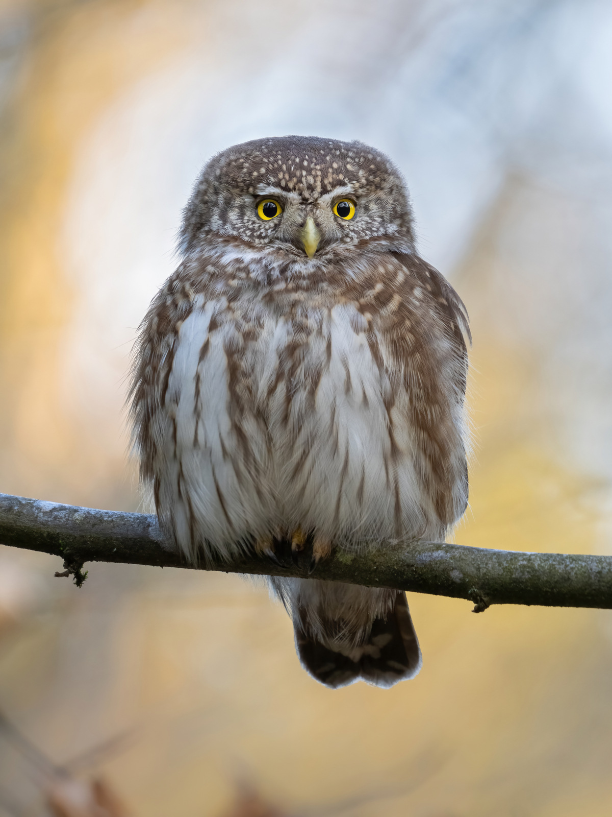Die kleinste Eule Europas ganz groß - Doku - Olympus Fotoforum | Die OM ...