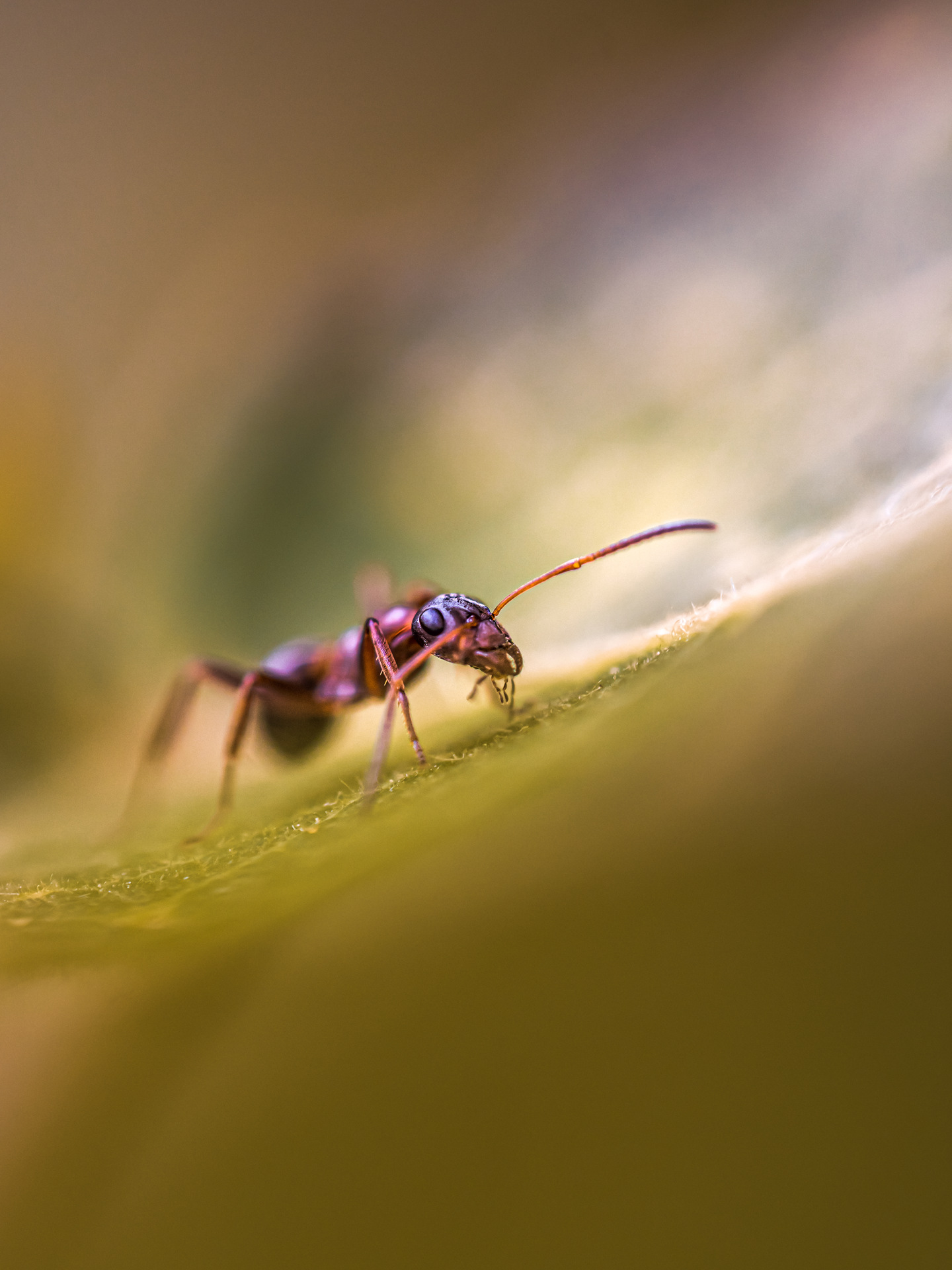 Angry ant - Mitglieder Alben - Olympus Fotoforum | Die OM-System Community