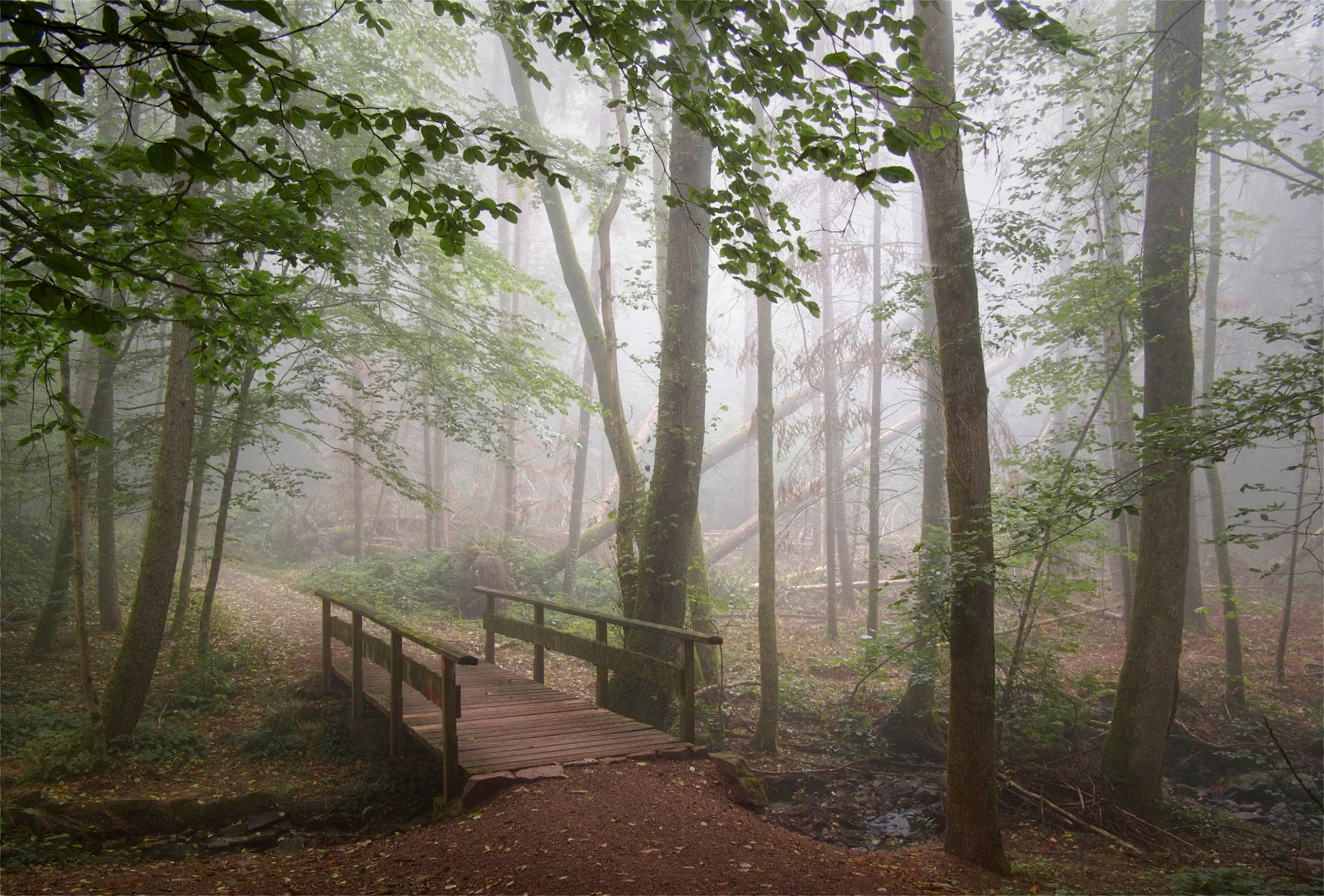 Die kleine Holzbrücke - Mitglieder Alben - Olympus Fotoforum | Die OM ...