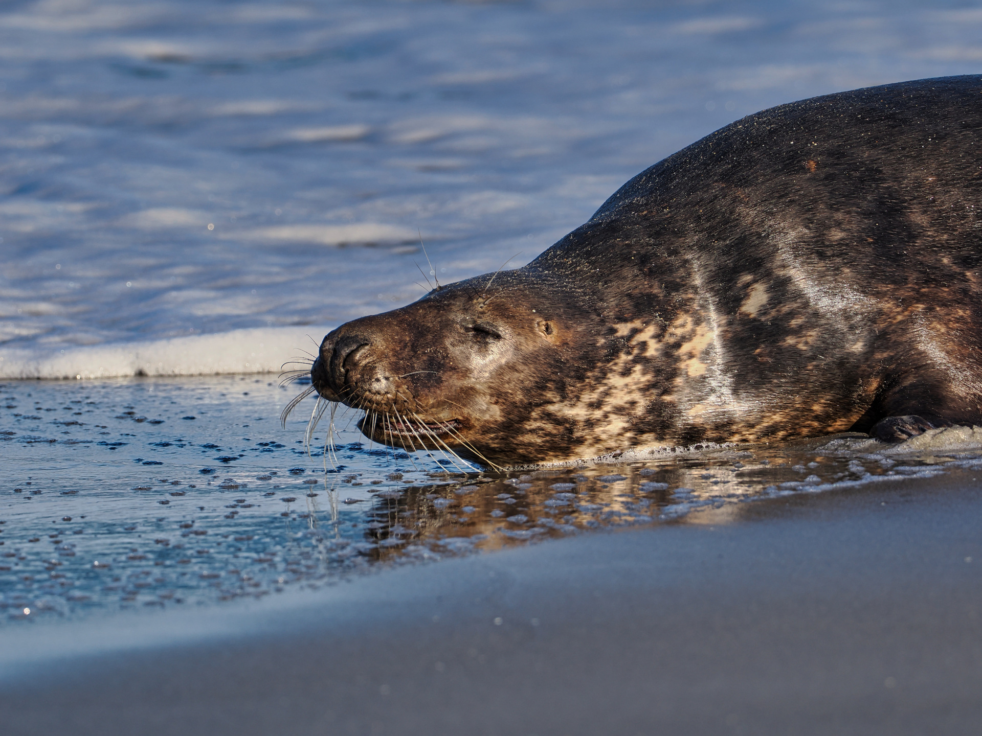 Robbe auf der Düne - Mitglieder Alben - Olympus Fotoforum | Die OM ...