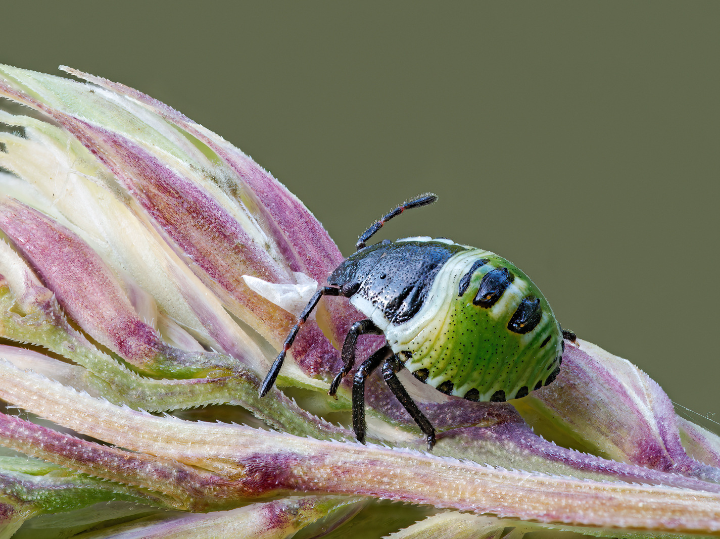 Nympfe einer grünen Stinkwanze - Palomena prasina - Mitglieder Alben ...