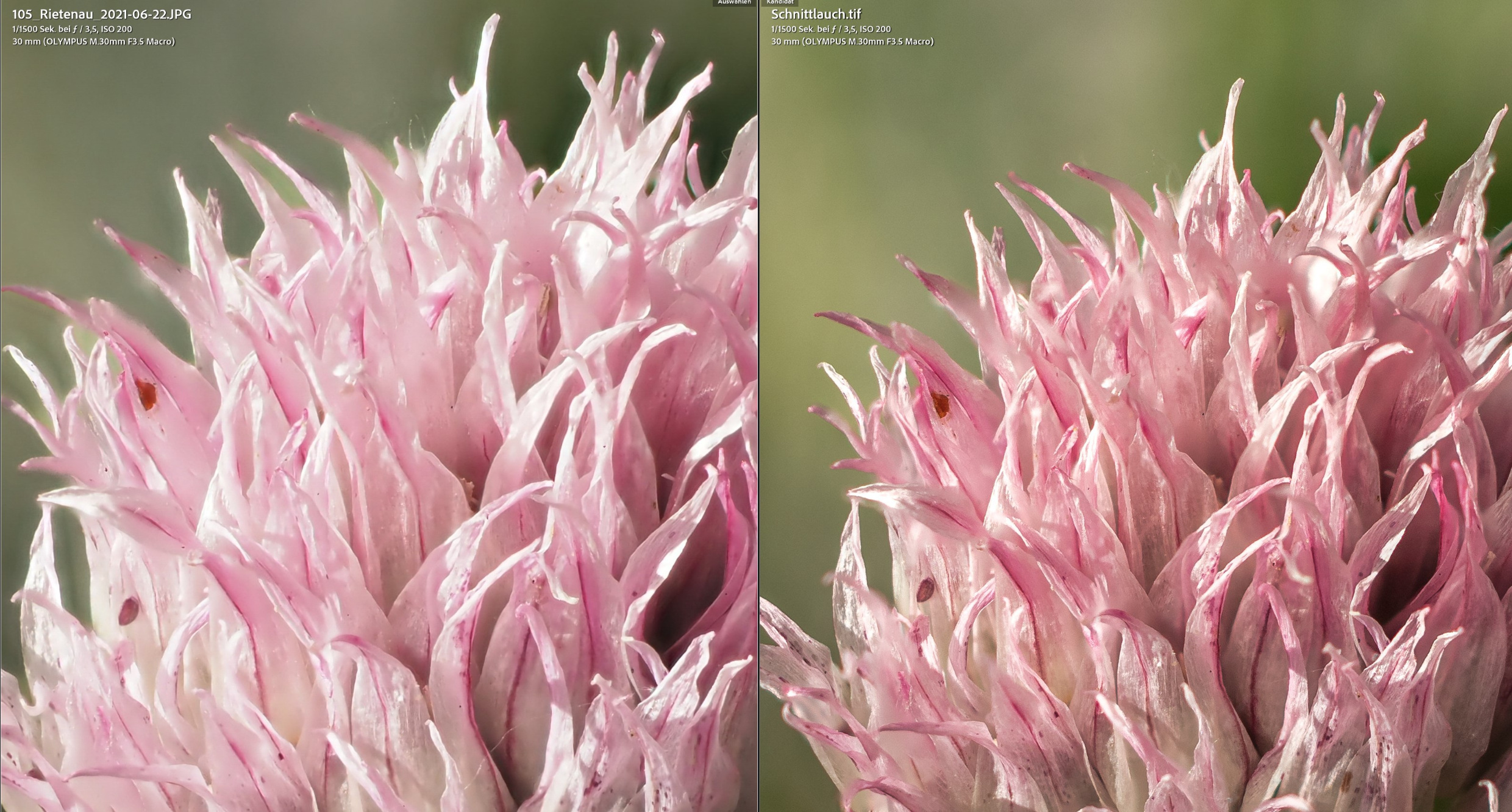 Unterschiede beim Stacking zwischen OM-D Mark-3 und OM1 - Olympus OM-D ...