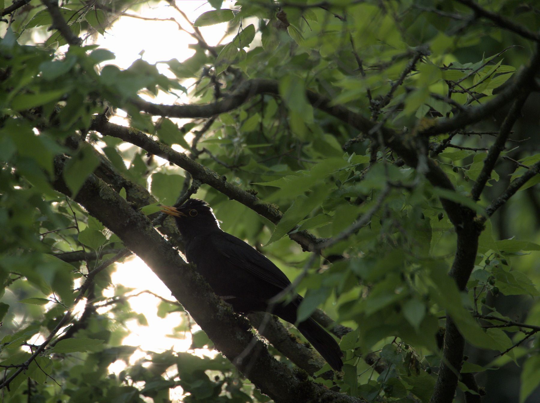 AF bei Gegenlicht extrem schlecht (E-M1 II) - Olympus OM-D / PEN ...