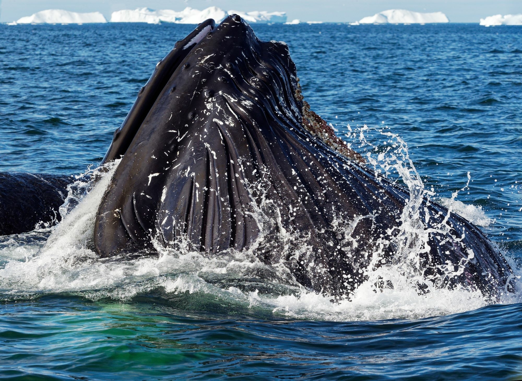 Buckelwal bei der Nahrungsaufnahme - -Monats-Bilder- - Olympus ...