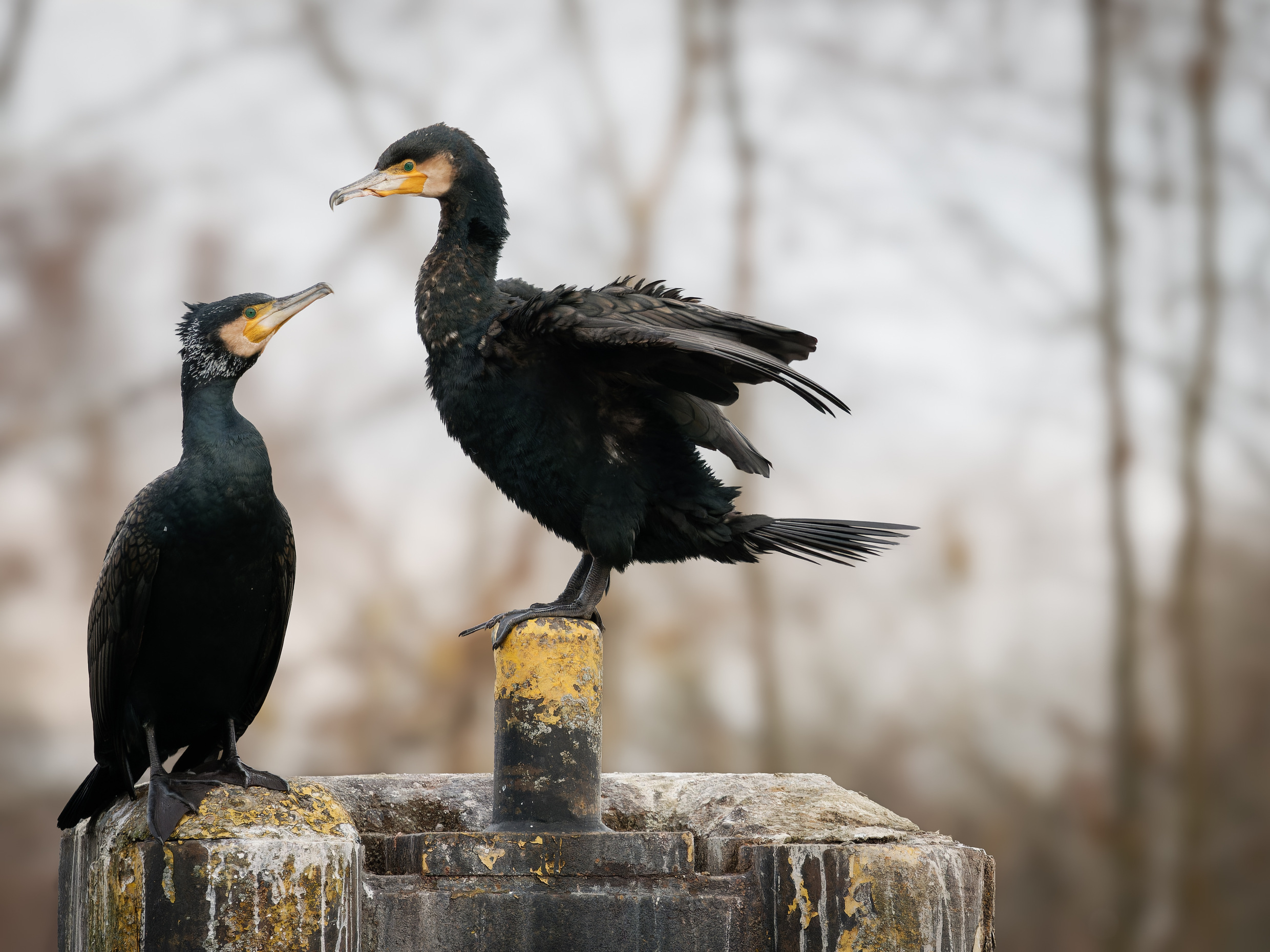 Und wer ist jetzt der Größte? - Mitglieder Alben - Olympus Fotoforum ...