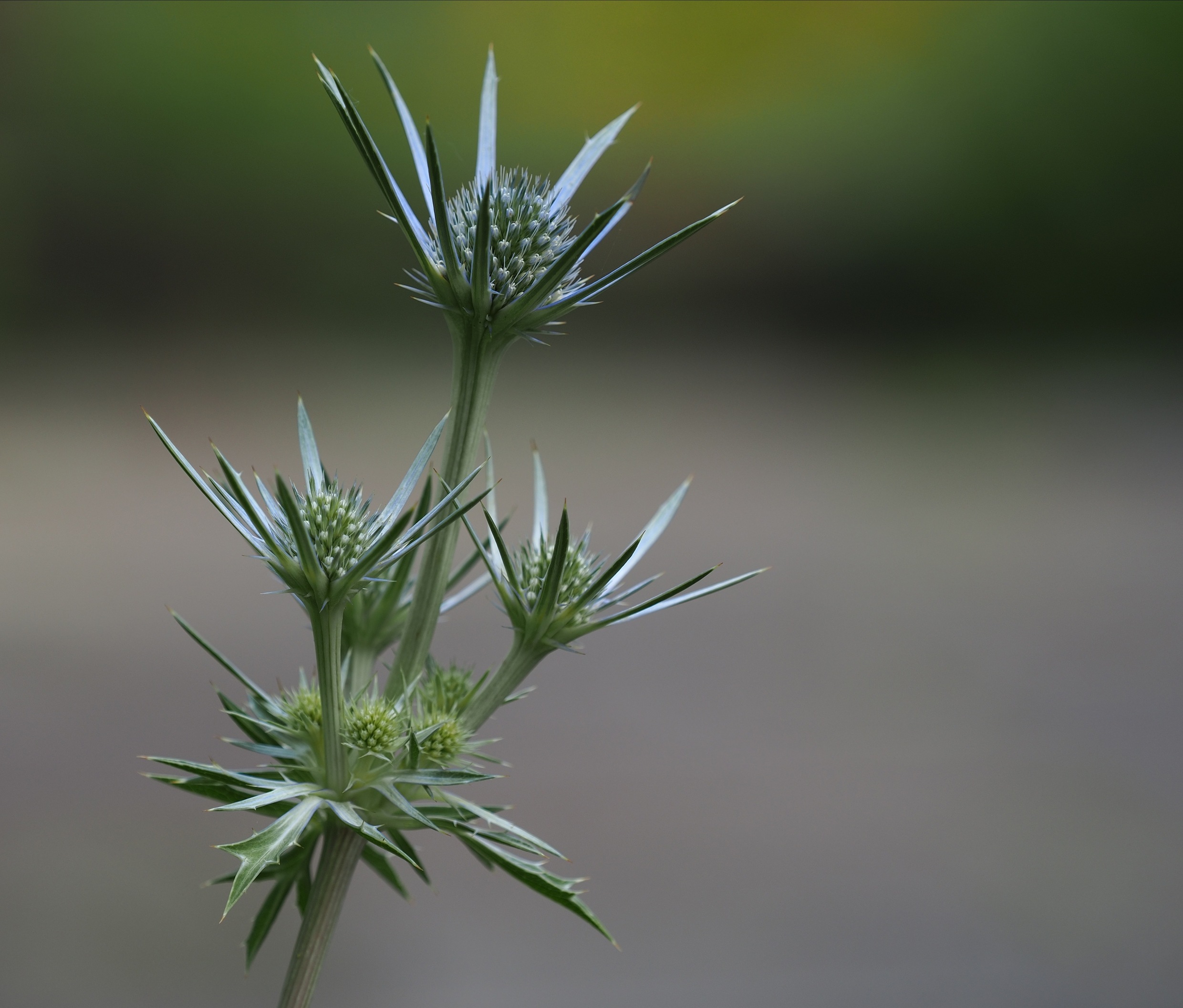 Galerie - Olympus Fotoforum | Die OM-System Community